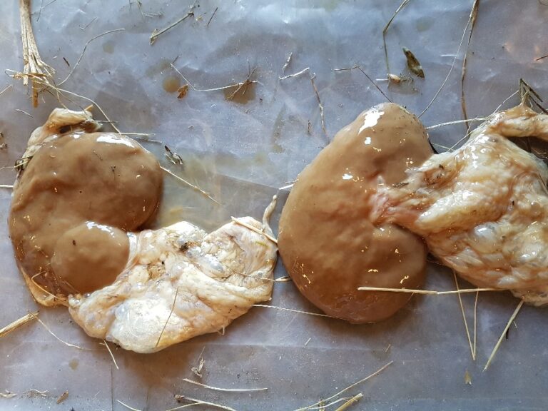 Tallede haigused sünnist kuni võõrutamiseni - Eesti Lamba- ja ...